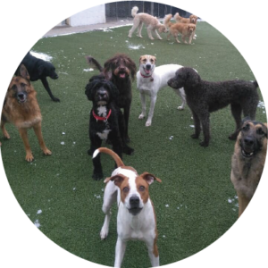 Welcome to The Animal Inn