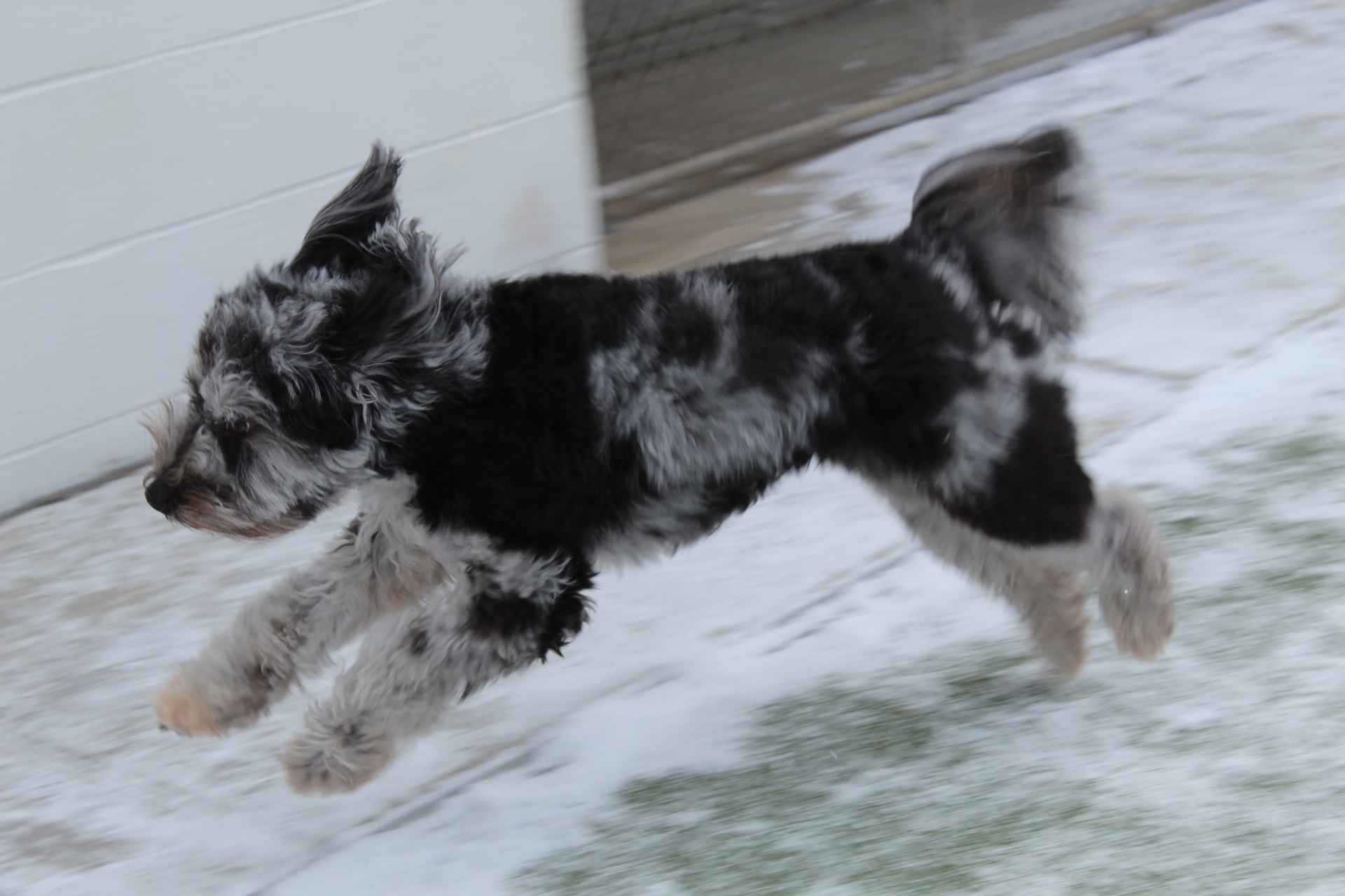 Welcome to The Animal Inn