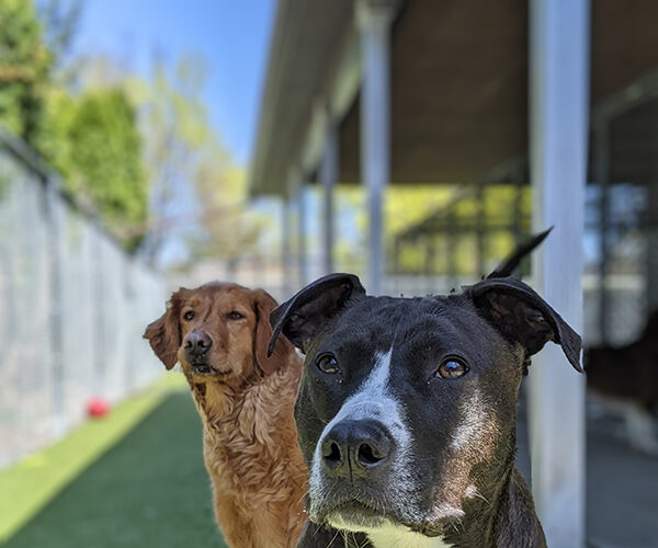 Welcome to The Animal Inn