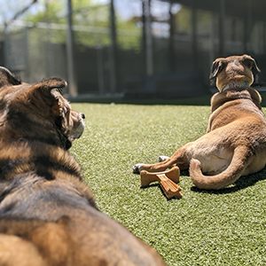 Welcome to The Animal Inn